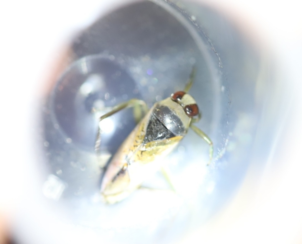 Eurasian Greater Water Boatman from Oissery, France on March 11, 2024 ...