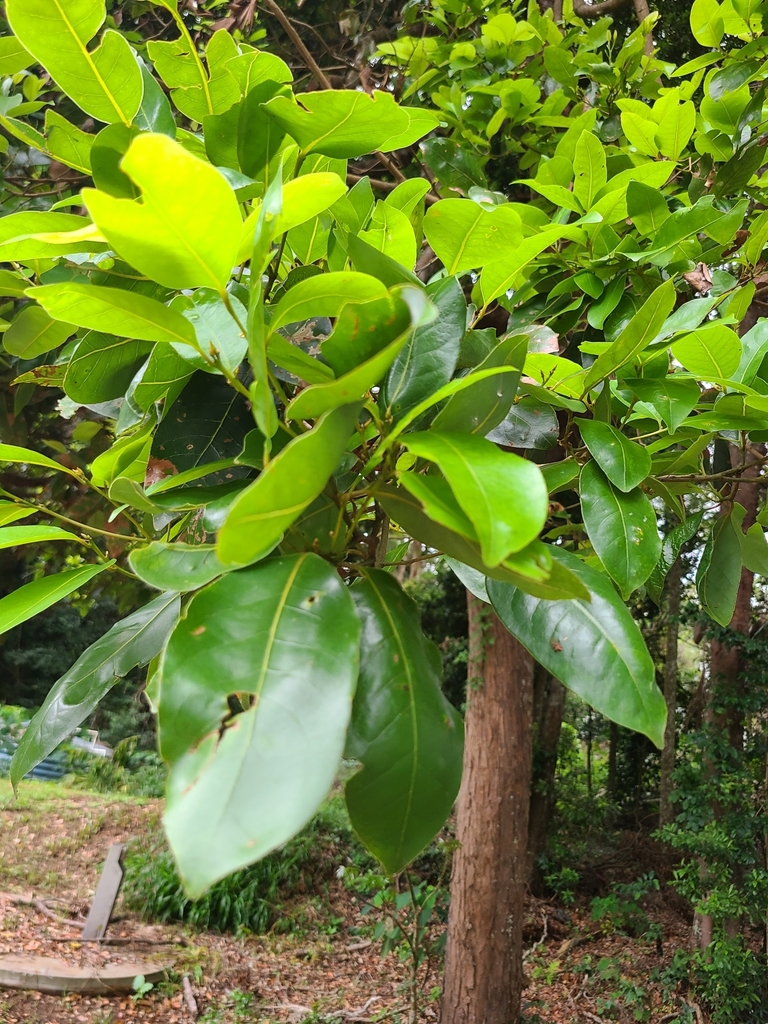 jackwood from North Tamborine, Tamborine Mountain QLD 4272, Australia ...