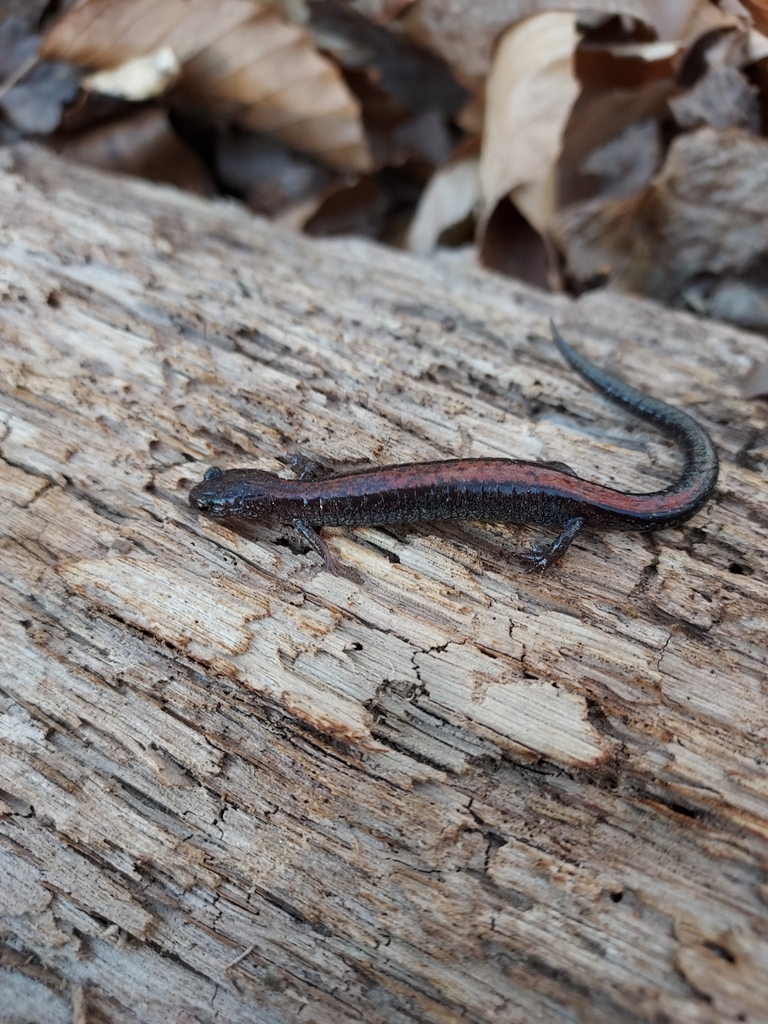 Eastern Red-backed Salamander from Durham County, US-NC, US on March 11 ...
