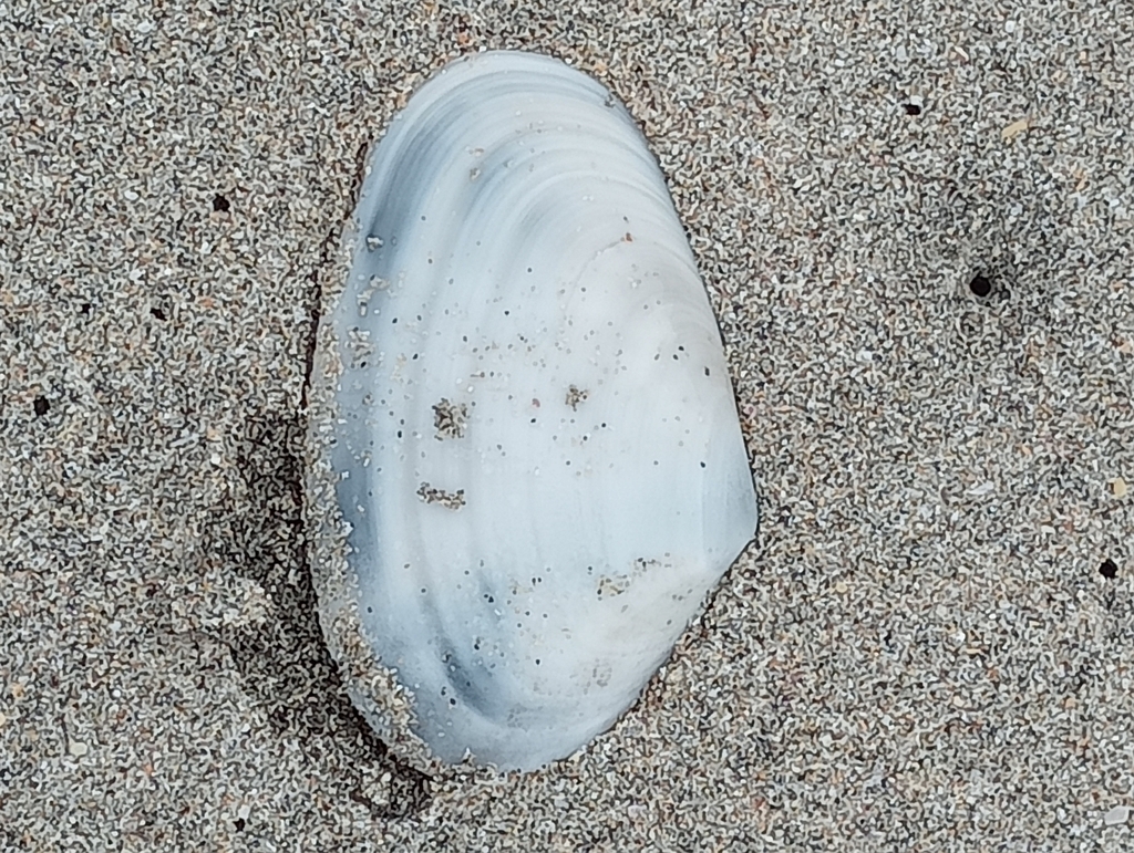 Southern Tuatua from Chatham Islands Territory 8016, New Zealand on ...
