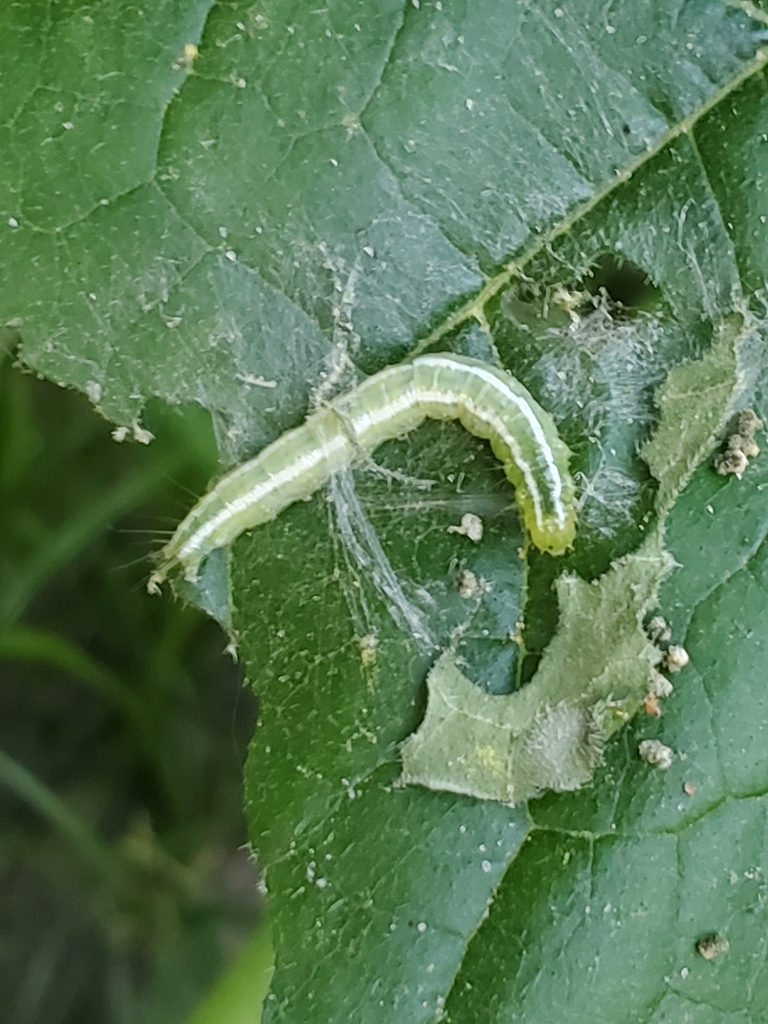 Cucumber Moth from Sarasota, FL 34232, USA on March 11, 2024 at 07:14 ...