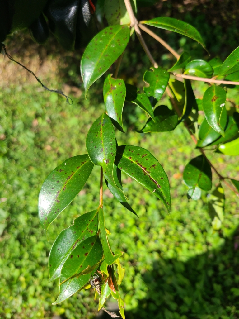 Waterberries from Tamborine Mountain QLD 4272, Australia on March 12 ...