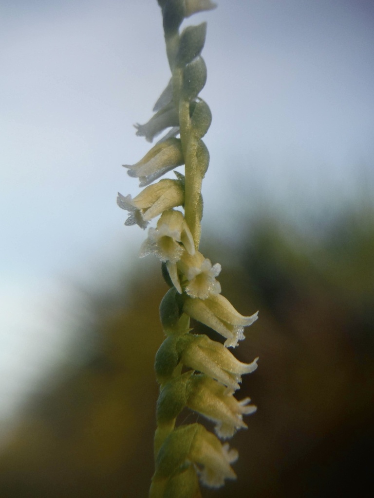 Spiranthes brevilabris floridana in March 2024 by Rose Dominguez ...