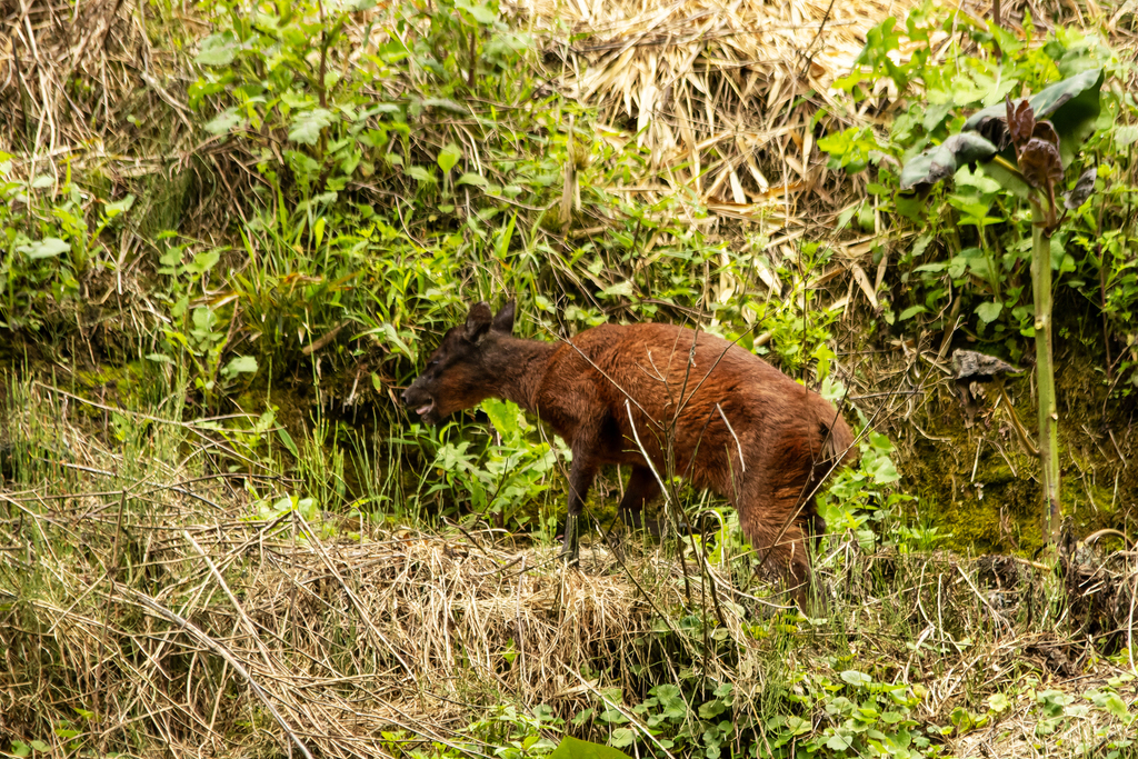Little Red Brocket in March 2024 by Christiana Fattorelli · iNaturalist