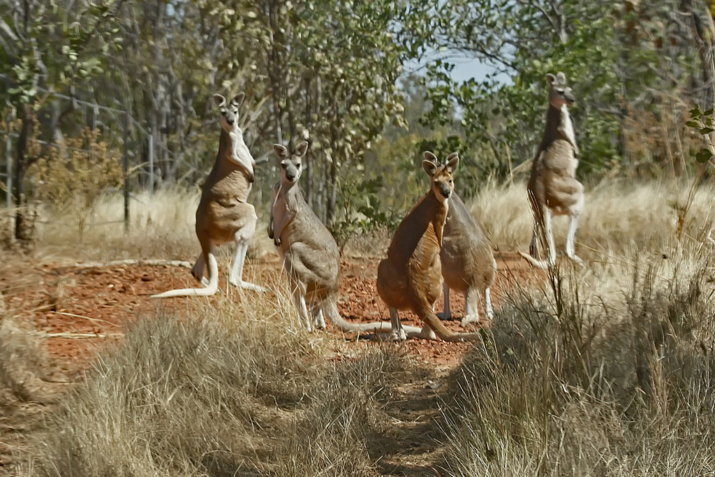 Antilopine Wallaroo from Cossack NT 0850, Australia on July 21, 2011 at ...
