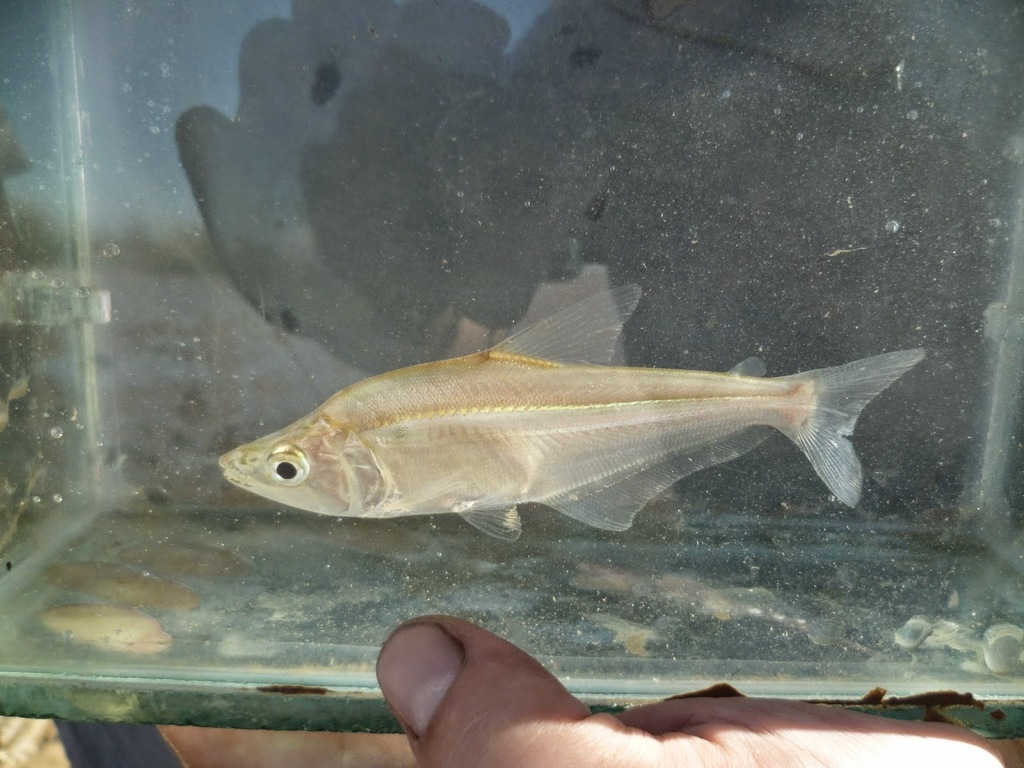 Galeocharax humeralis from San Pedro, Provincia de Buenos Aires ...