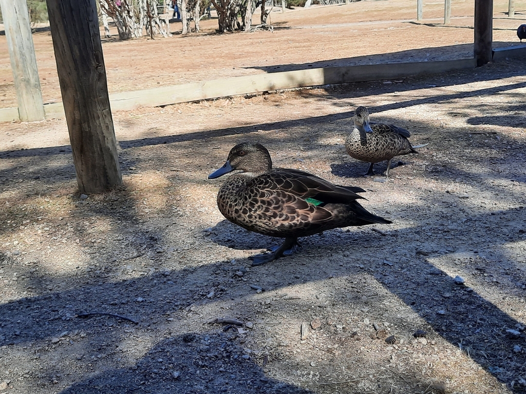 Mallards, Pintails, and Allies from Pearcedale VIC 3912, Australia on ...