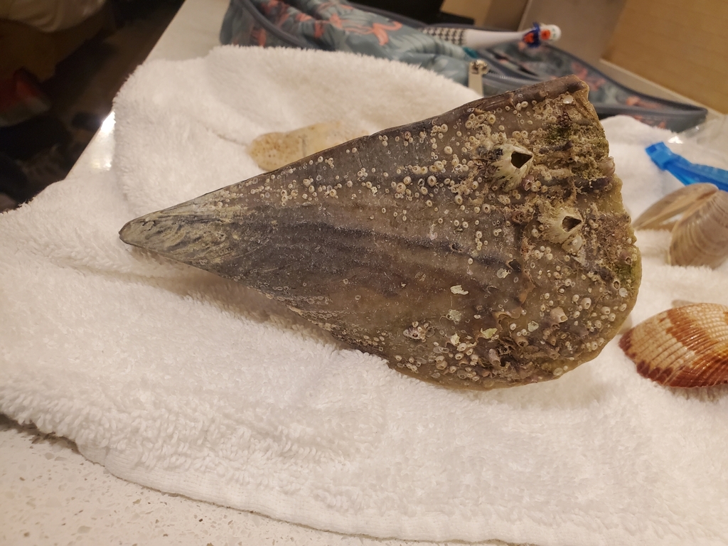 Stiff Pen Shell from Pinellas County, FL, USA on March 11, 2024 at 10: ...