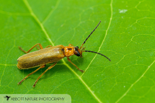 Rhagonycha triangulifera · iNaturalist