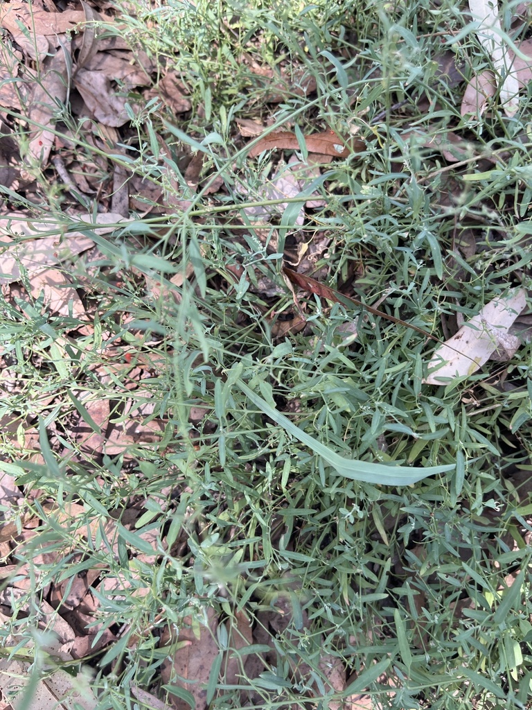 Goosefoots from Maluga Passive Park, Birrong, NSW, AU on March 12, 2024 ...