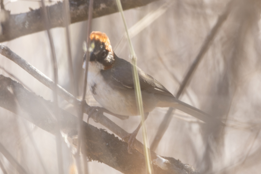 Rusty-crowned Ground-Sparrow from San Juan Chicomezúchil, 68757 Oax ...