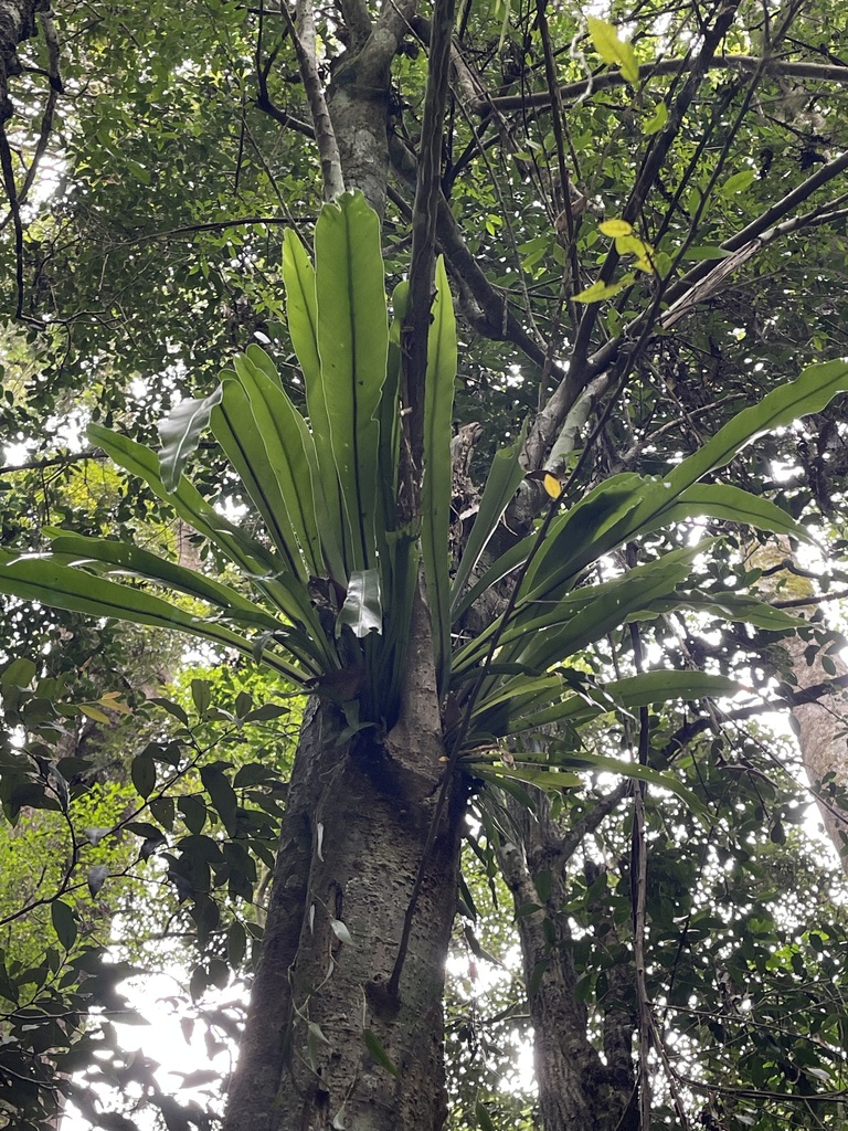 Bird's nest fern from Tarong, QLD, AU on March 12, 2024 at 11:21 AM by ...