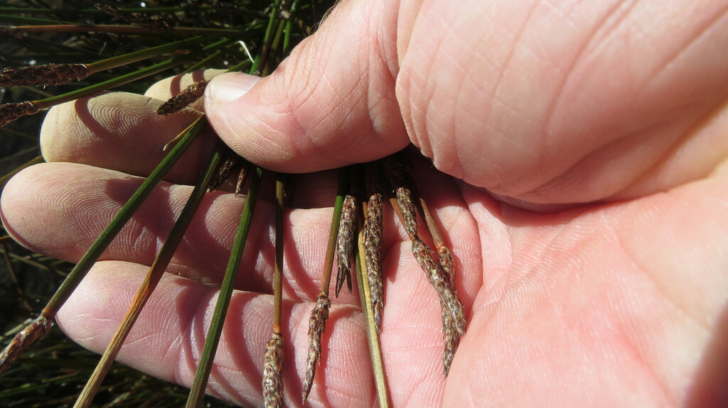 Sharp Spike Sedge from Tasman District, Tasman, New Zealand on March 6 ...