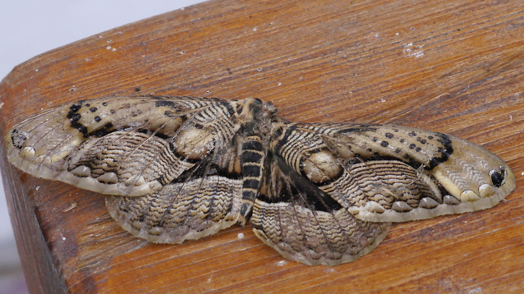 Wallich's Owl Moth from 267台灣宜蘭縣大同鄉 on June 21, 2017 at 04:03 PM by スナイ ...