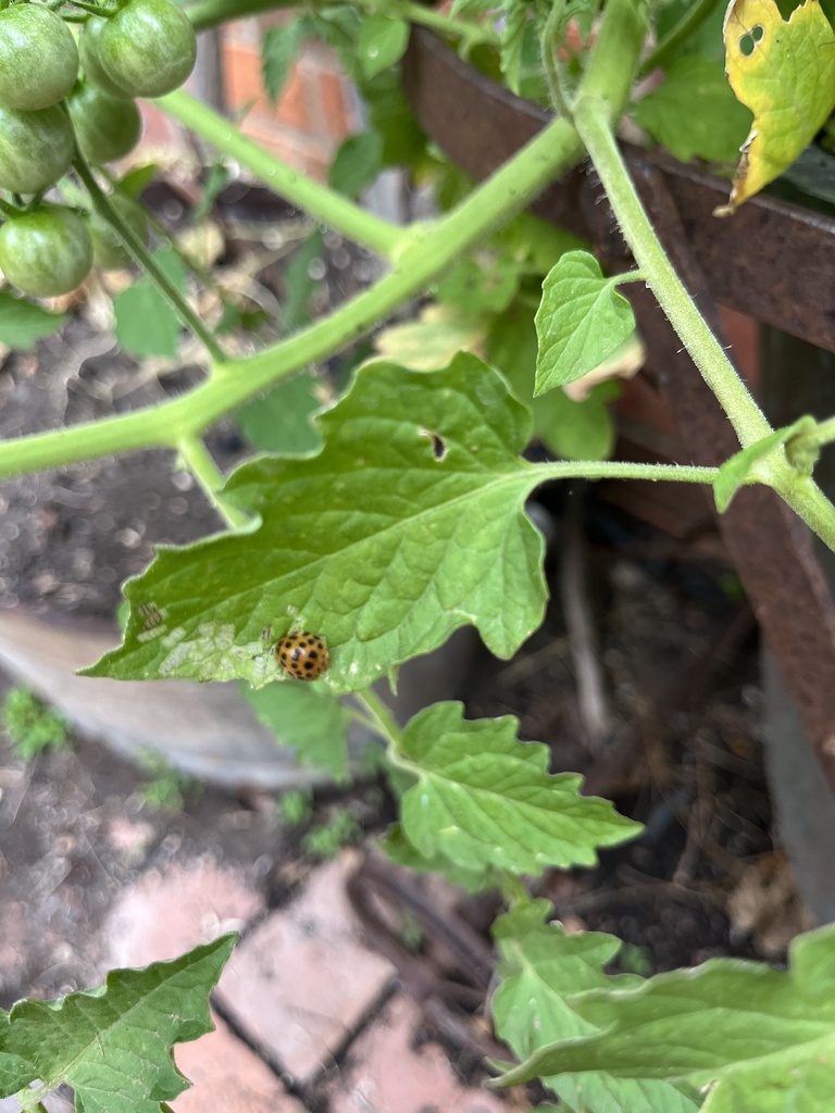 Hadda Beetle from Harrys Creek Rd, Violet Town, VIC, AU on March 12 ...