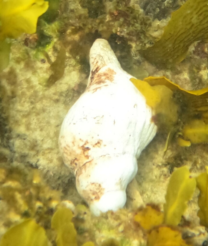 Australian Horse Conch from Onkaparinga - North Coast, AU-SA, AU on ...