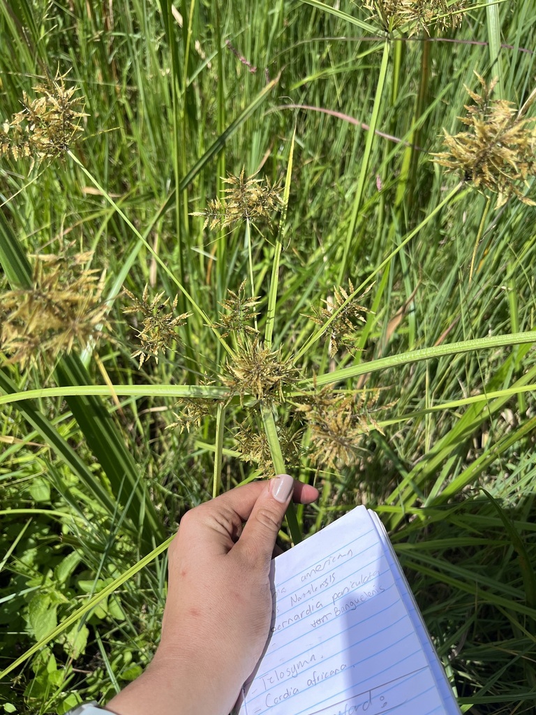 Slender cyperus from Lilongwe, Malawi on March 6, 2024 at 01:42 PM by ...