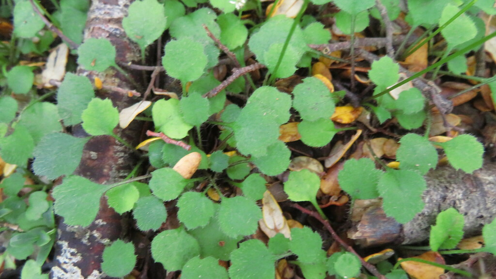 Lagenophora strangulata from Tasman District, Tasman, New Zealand on ...