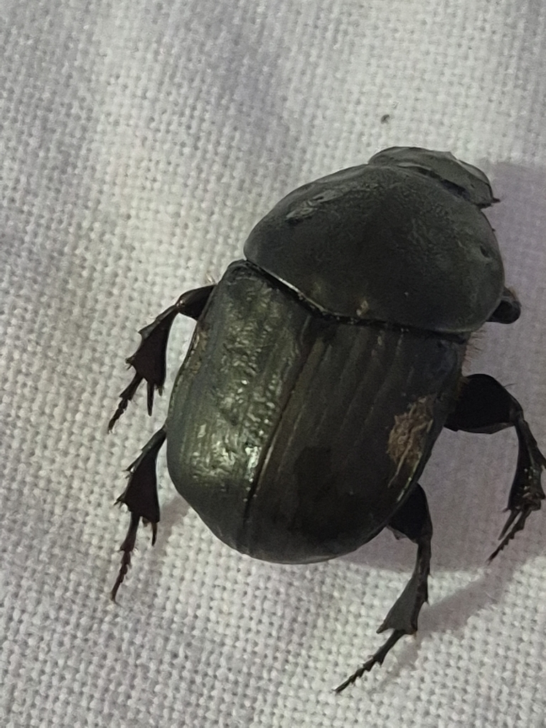 Onitis from Tenterfield NSW 2372, Australia on March 12, 2024 at 07:31 ...