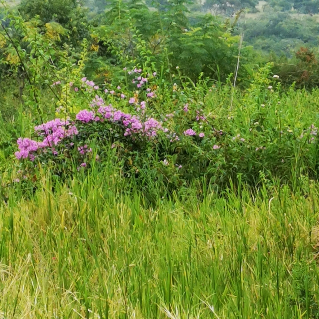 lesser bougainvillea from Umjindi, South Africa on March 7, 2024 at 09: ...