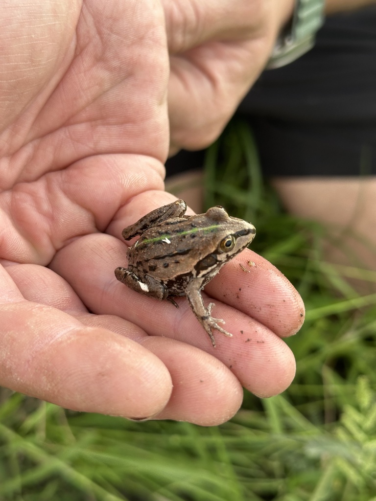 Striped Burrowing Frog from Wyseby Rd, Rewan, QLD, AU on March 12, 2024 ...