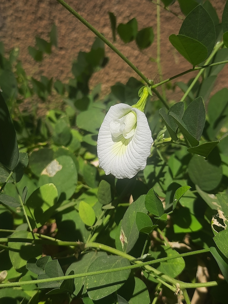 White Butterfly Pea from 9RPH+4JW, Shastri Nagar, Vishal Nagar ...