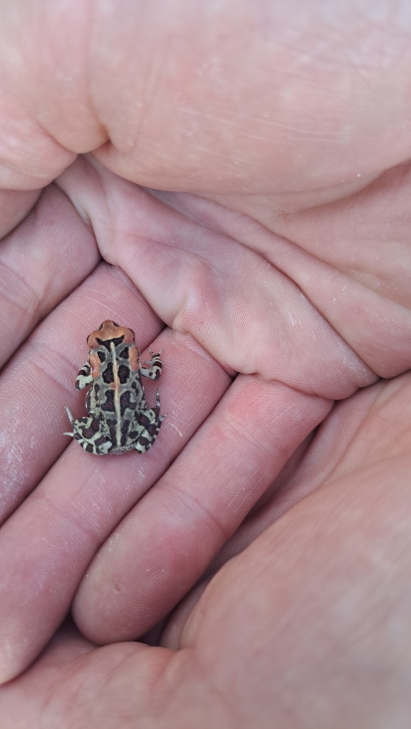 Western Leopard Toad from Philippi, Cape Town, 7781, South Africa on ...
