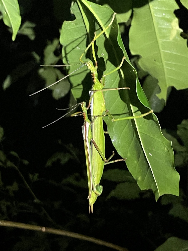 Hasenpusch Family Stick Insect from Pioneer Cl, Speewah, QLD, AU on ...