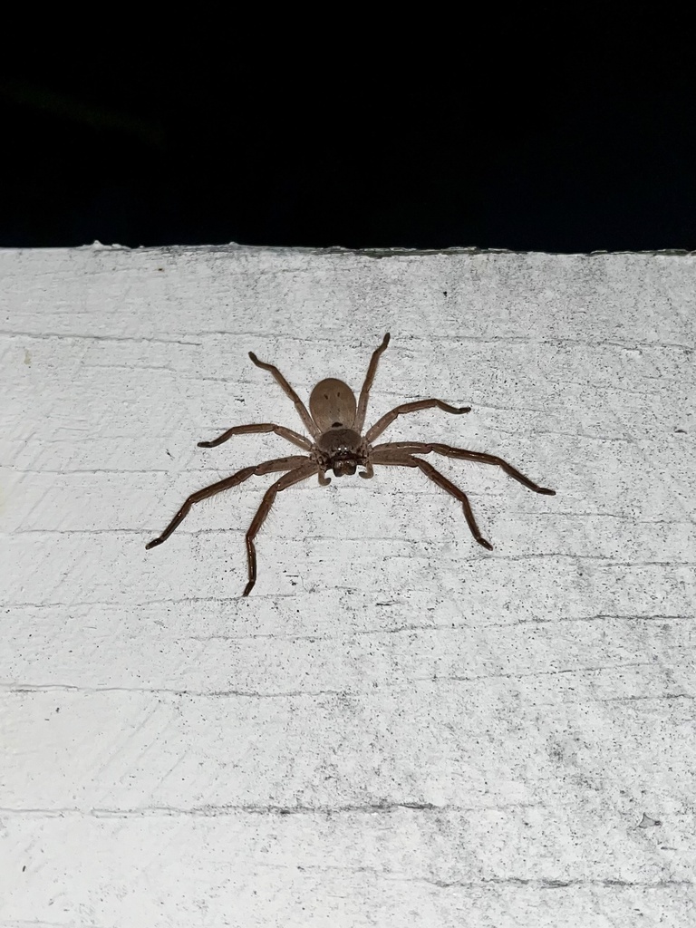 Grey Huntsman in March 2024 by Thien Anh Nguyen · iNaturalist