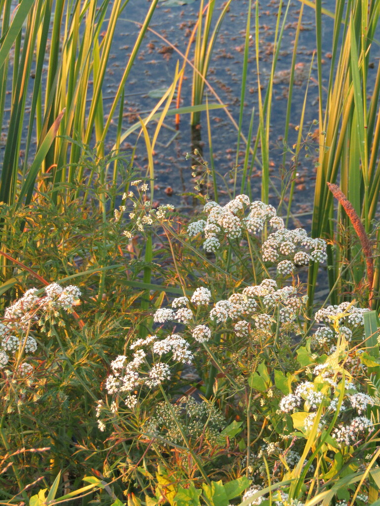 Cowbane from Brest District, Brest Region, Belarus on July 8, 2023 at ...