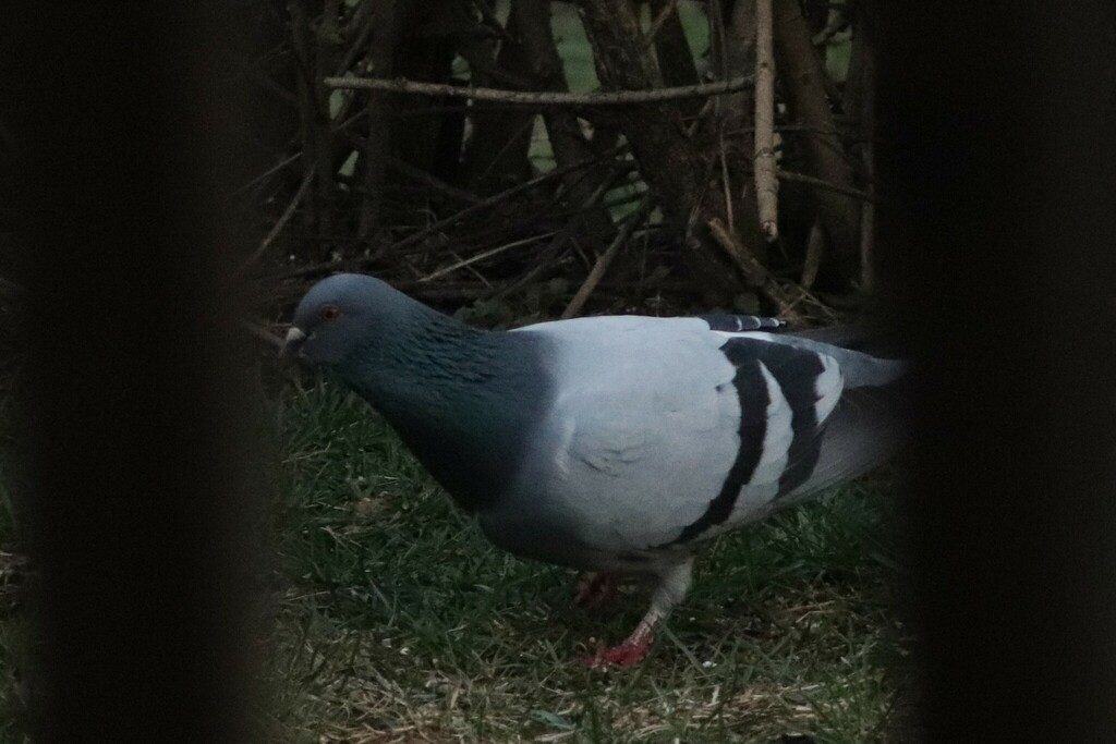Feral Pigeon from Oil City, PA 16301, USA on March 12, 2024 at 06:48 AM ...