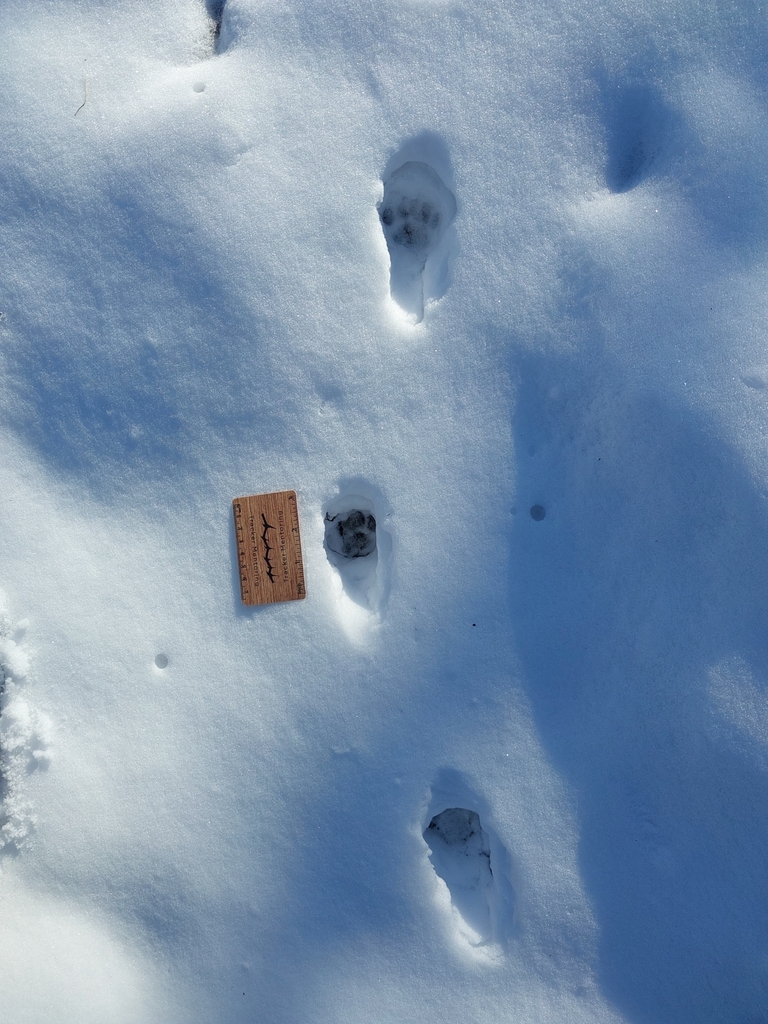 Domestic Cat from Whiting, VT, USA on March 12, 2024 at 08:52 AM by ...