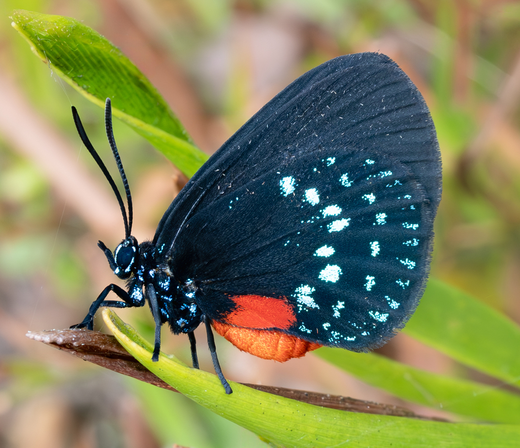 Atala from Miami-Dade County, FL, USA on January 20, 2024 at 09:13 AM ...