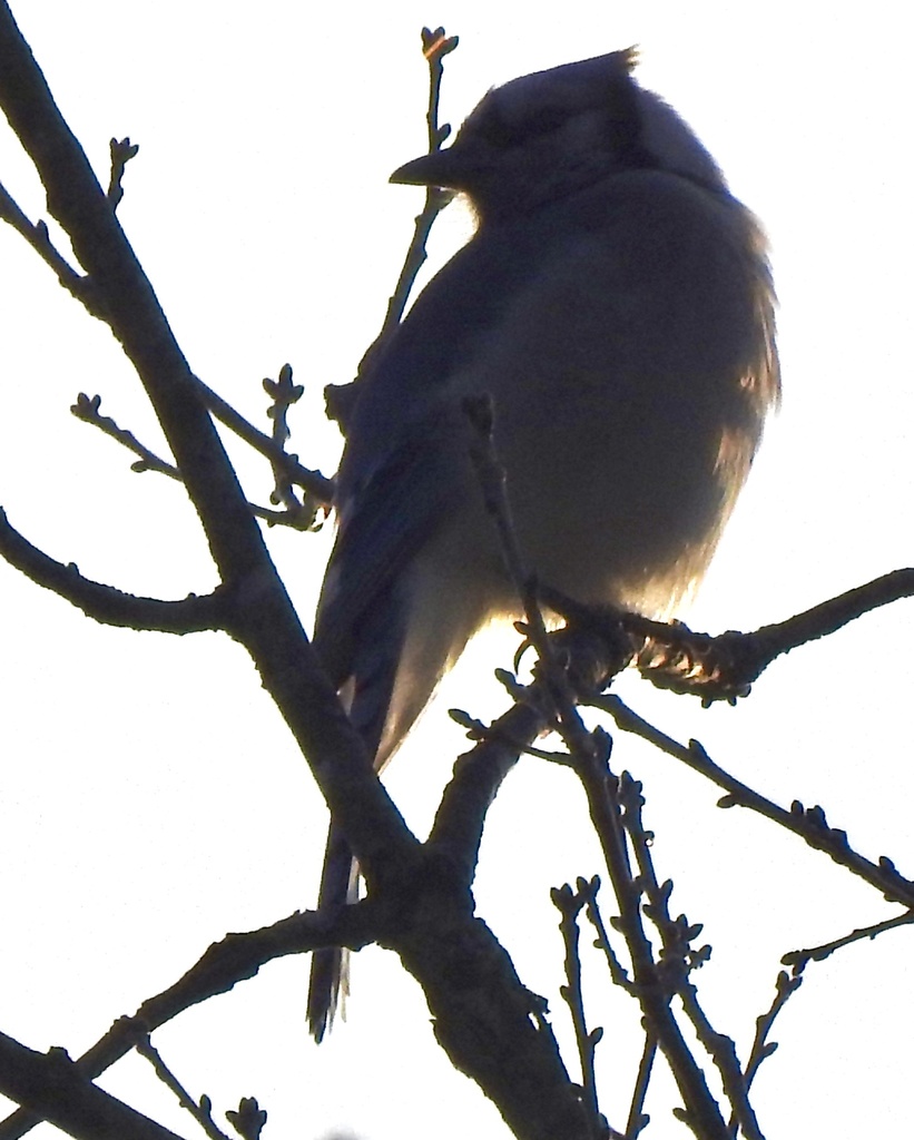 Blue Jay from Flathead Dr, Cherokee Village, AR, US on March 12, 2024 ...