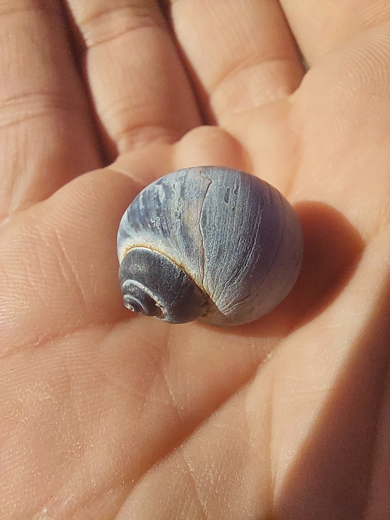 Natica limbata from Río Grande, Tierra del Fuego, Argentina on March 12 ...