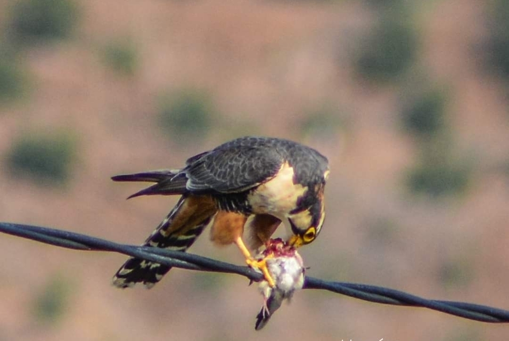 Aplomado Falcon from Hijuelas, Valparaíso, Chile on April 5, 2023 by ...