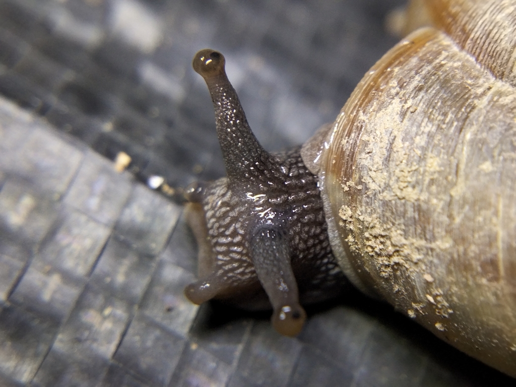 Siamese Common Snail from Ban Paen Subdistrict, Mueang Lamphun District ...