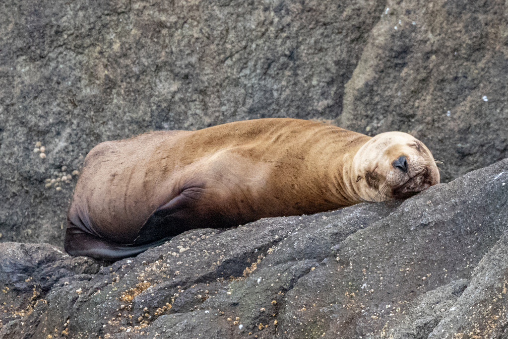 Steller Sea Lion in July 2021 by Carter Bristol · iNaturalist