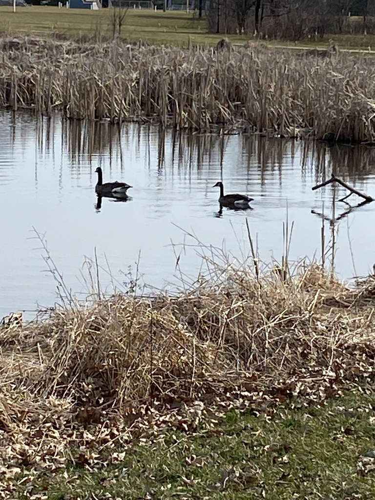 Canada Goose from Thornwood Ln, Crystal Lake, IL, US on March 12, 2024 ...