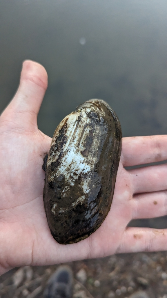 Yellow Sandshell from Lee's Summit, MO 64064, USA on March 11, 2024 at ...