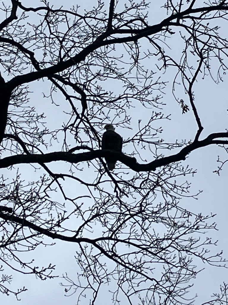 Bald Eagle from Roger Williams Park Zoo, Providence, RI, US on January ...