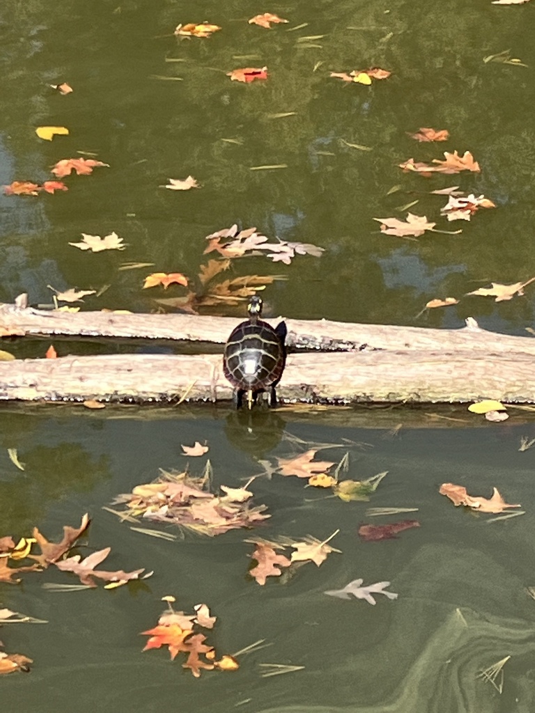 Painted Turtle from Capron Park Zoo, Attleboro, MA, US on October 22 ...