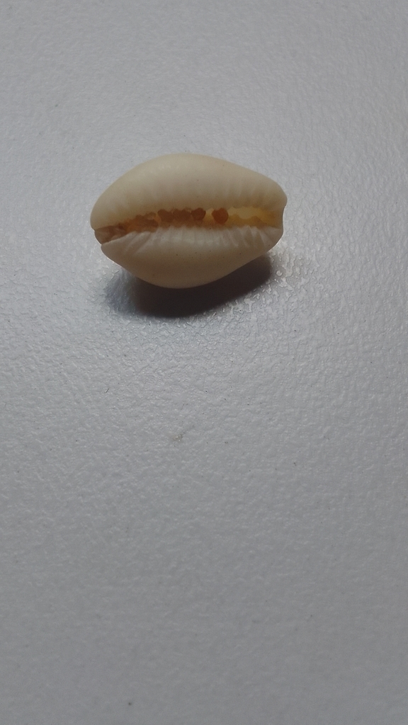 Atlantic Yellow Cowrie from Cabo de Santo Agostinho on March 12, 2024 ...