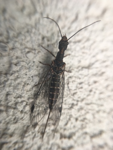 Negha inflata · iNaturalist