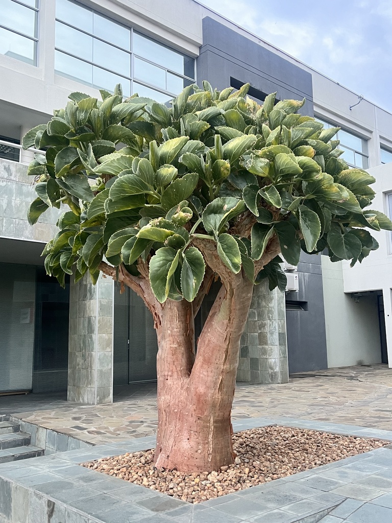 Cobas Tree from Jan Jonker Weg, Windhoek, Khomas, NA on March 12, 2024 ...