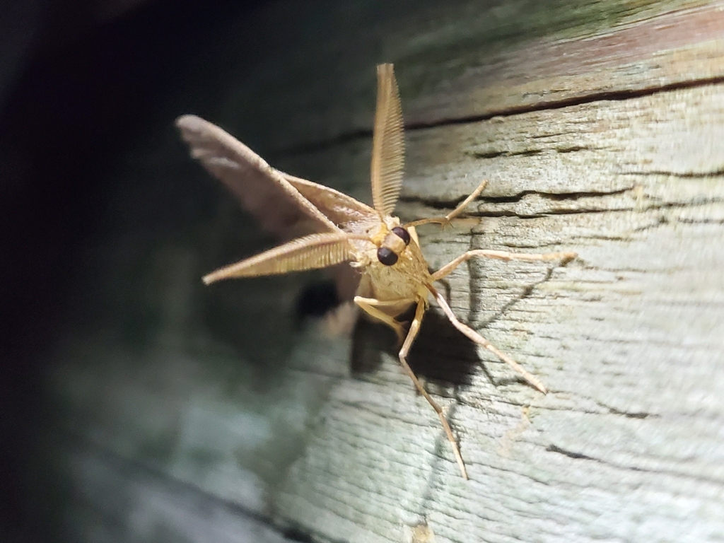 Geometer Moths in March 2024 by Kaylee Nice · iNaturalist
