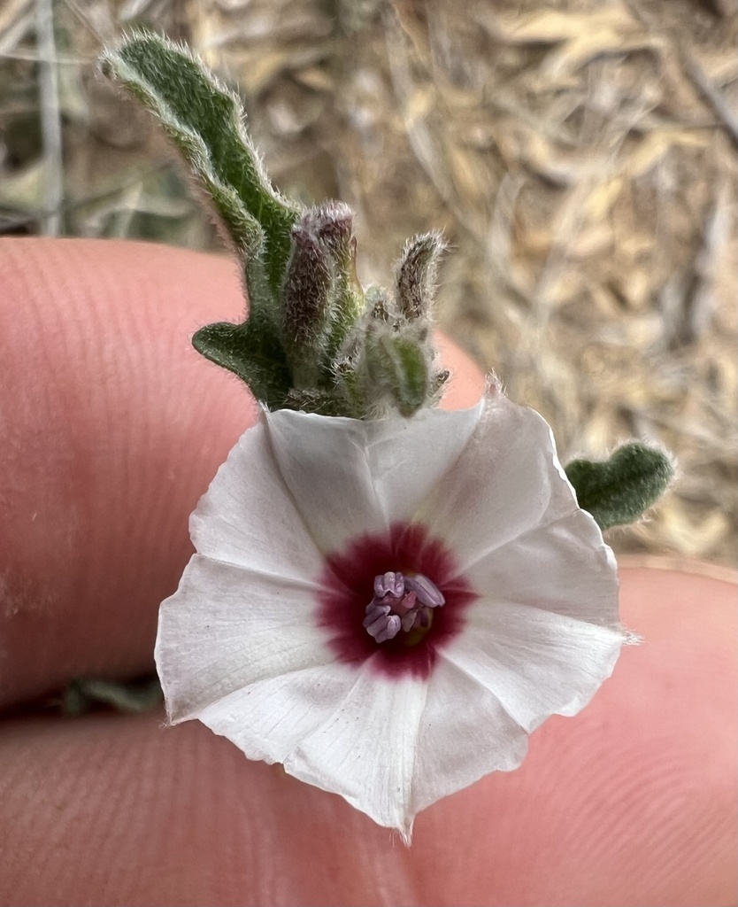 Texas bindweed from Seminole Canyon State Park & Historic Site, Ozona ...