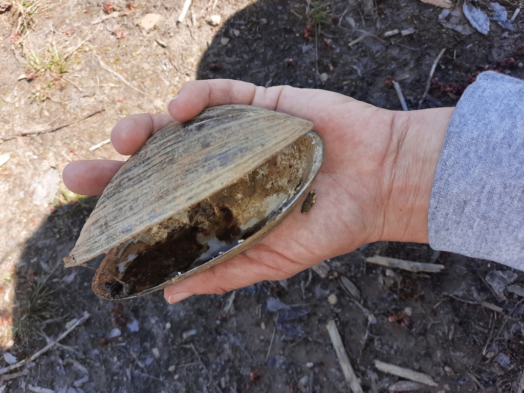 Eastern Floater from Louisa, VA 23093, USA on March 12, 2024 at 11:30 ...
