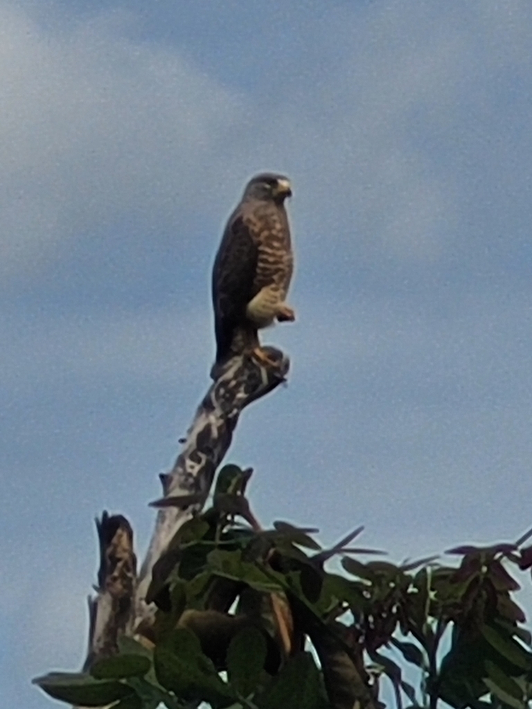 Roadside Hawk from San Andres, Guatemala on February 1, 2024 at 12:47 ...