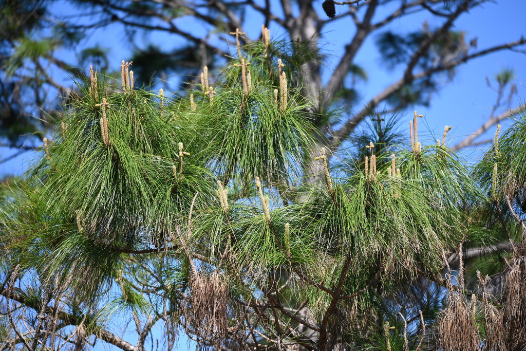 sand pine from Oscar Scherer State Park, Osprey, FL, US on March 12 ...